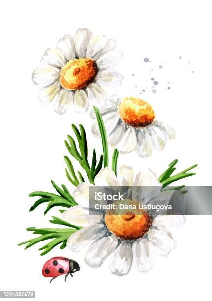 카모마일 꽃 흰색 배경에 고립 된 손으로 그린 수직 수채화 그림 건강관리와 의술에 대한 스톡 벡터 아트 및 기타 이미지 건강