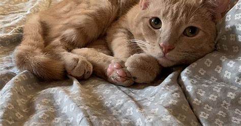 Simba Album On Imgur