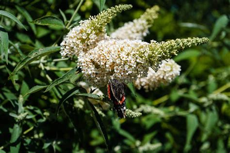 Buddleja Davidii Butterfly Bush Stock Image Image Of Davidii Natural