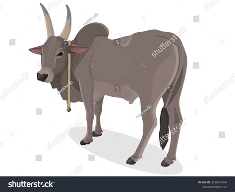 Indian Farmer Bull Zebu Bull Brahman Stock Vector Royalty Free