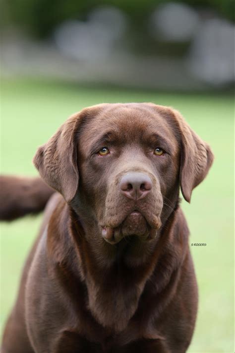Rumhill Bertie Wooster By Baileydale Jw Baileydale Labradors