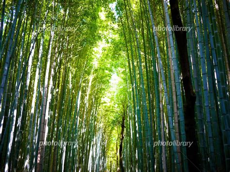 嵐山 竹林 写真素材 5247574 フォトライブラリー photolibrary