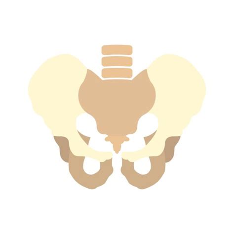 Pelvis Anatomy Scheme Royalty Free Vector Image