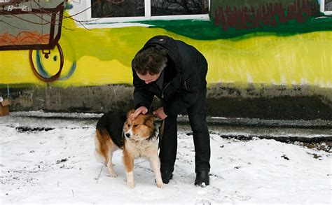 Пенсіонери зможуть стерилізувати своїх собак і котів безкоштовно Вечірній Київ