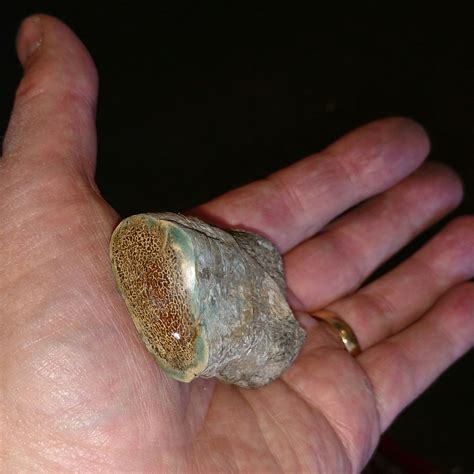 What Is Dinosaur Bone And Gembone Gotcha Rocks