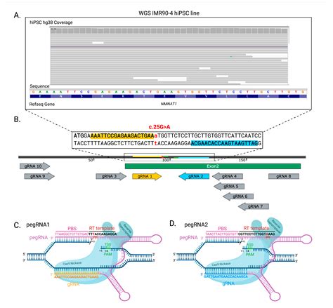 Optimized Prime Editing Of Human Induced Pluripotent Stem Cells To