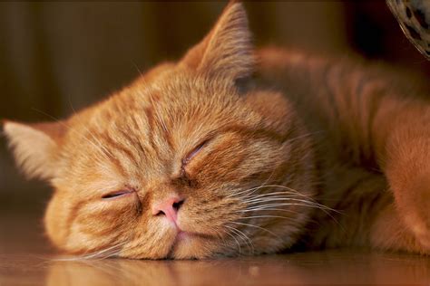 Early Contractions And Labor In Cats Symptoms Causes Diagnosis