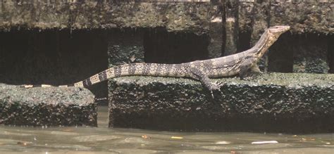 Cannundrums: Water Monitor