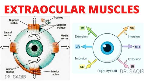 Ocular Muscles Function Ocular Muscles Function
