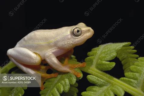 Whites Tree Frog Morphs