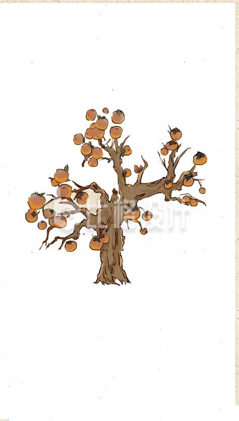 柿子树 比格设计