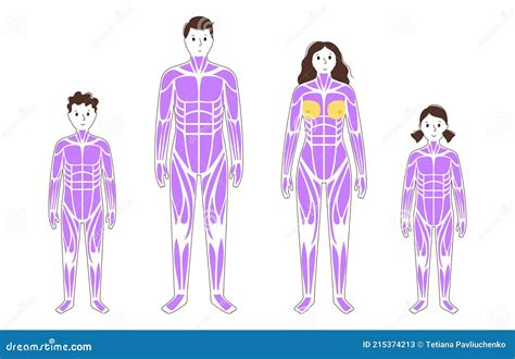 Menselijk Spierstelsel Vector Illustratie Illustration Of Buik 215374213