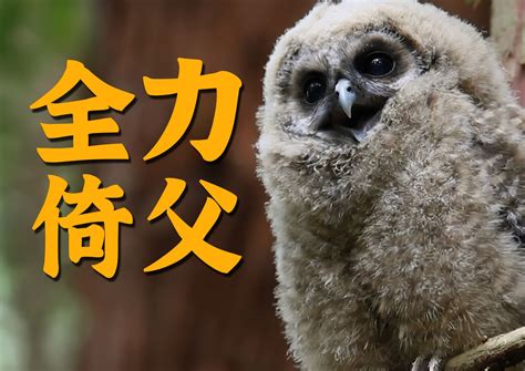 地球脉动 第三季知了解压萌物 纪录片 全集 高清正版在线观看 bilibili 哔哩哔哩