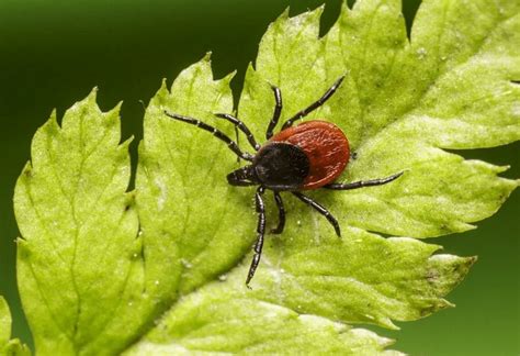 10 самых опасных клещей для человека