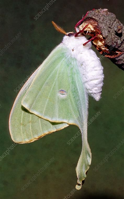 Luna Moth Emerging From Cocoon