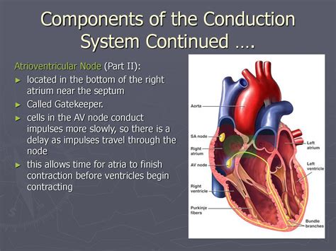 Block Of Conduction System At Sarah Fox Blog