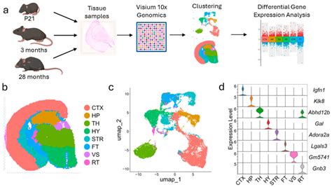 Spatial Transcriptomics Reveals Regional And Temporal Dynamics Of Gene