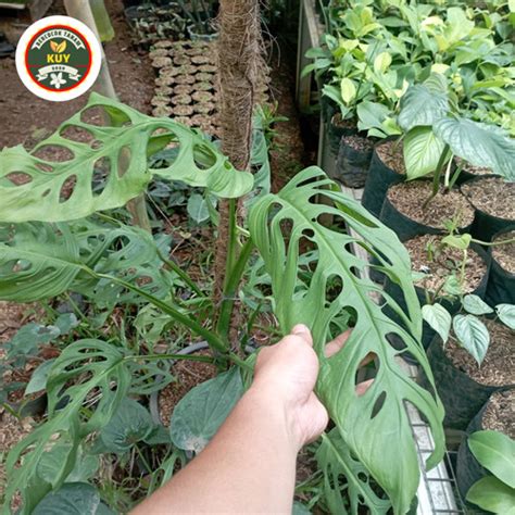 Jual Tanaman Monstera Adansoni Big Size Janda Bolong Big Size Kab