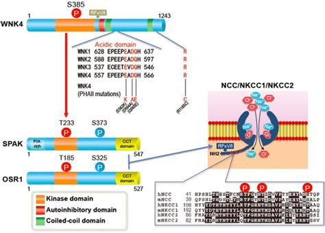 Structures Of Wnk Osr1 And Spak Kinasesacidic Domains Are Located