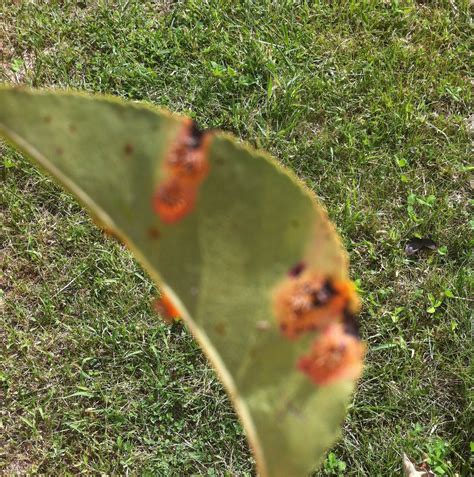 Pear Rust General Fruit Growing Growing Fruit