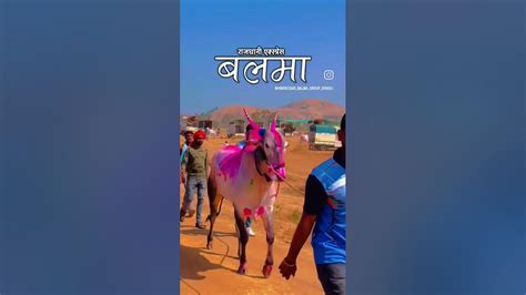 राजधानी एक्सप्रेस बलमा 🔝💯💪🏻 शर्यतशौकीनमहाराष्ट्र Bailgadasharyat