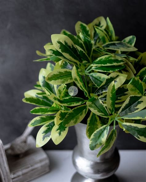 Schefflera Bush Lwp7260