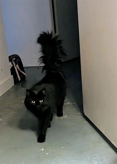 From A Feisty Little Kitten To A Prettystill Feisty Cat Rblackcats