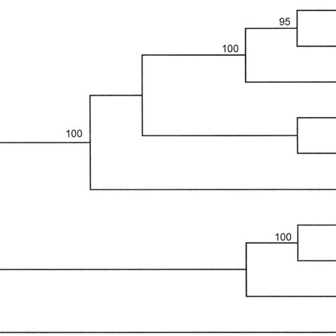 Bayesian Inference Bi Tree Of The Consensus Sequences Per Species Download Scientific