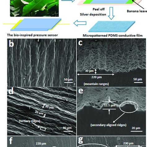 A Sem Image Of The Pdms Flexible Electrode After 10 000 Cycles