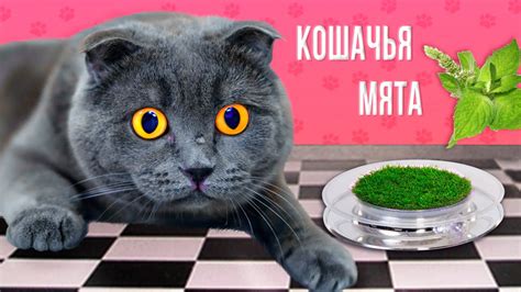 КОШЕЧКА БАТТЕРС И КОШАЧЬЯ МЯТА РЕАКЦИЯ КОТИКА НА КОШАЧЬЮ МЯТУ Youtube
