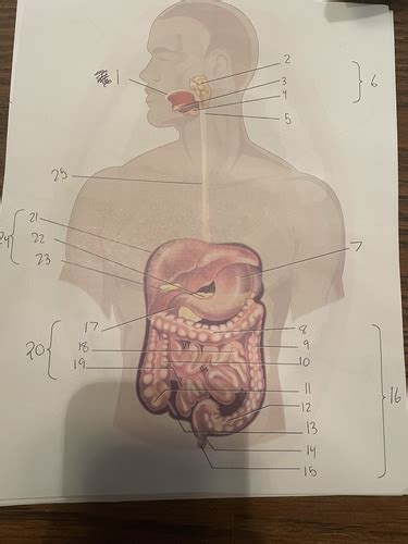 Lab 3 Digestive System Flashcards Quizlet