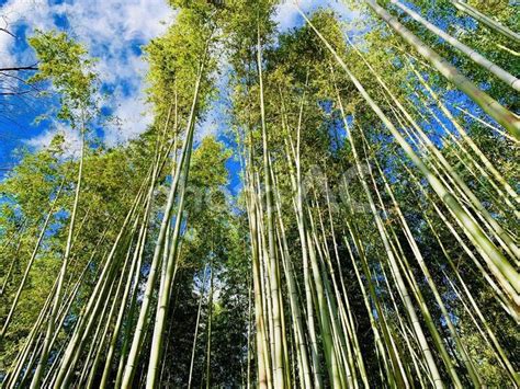 竹林と青空 No 2629489写真素材なら写真AC無料フリーダウンロードOK