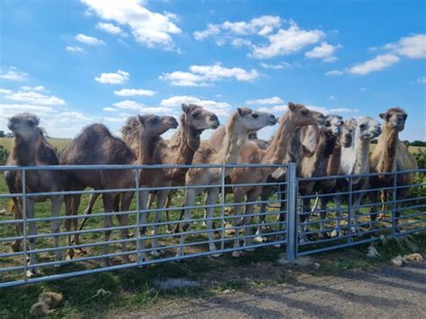 Raw And Pasteurised Camels Milk Josephs Amazing Camels