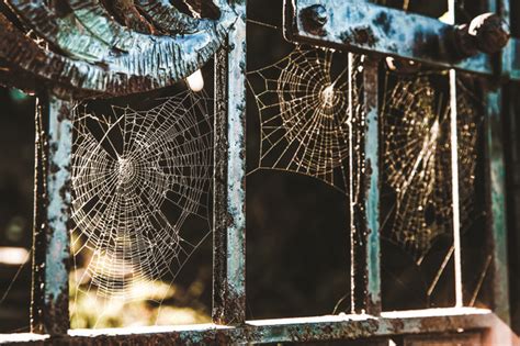 Pythons Pumpkins And Pokémon Coming To The Turlock Library In October