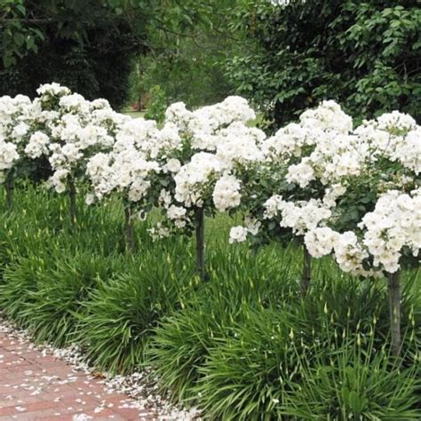 Top 10 Groundcover Plants For Australia Plants Top 10 Lists Hello