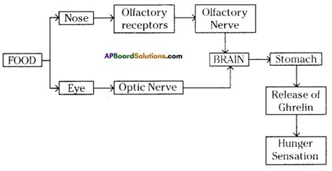 Ap Ssc 10th Class Biology Solutions Chapter 7 Coordination In Life