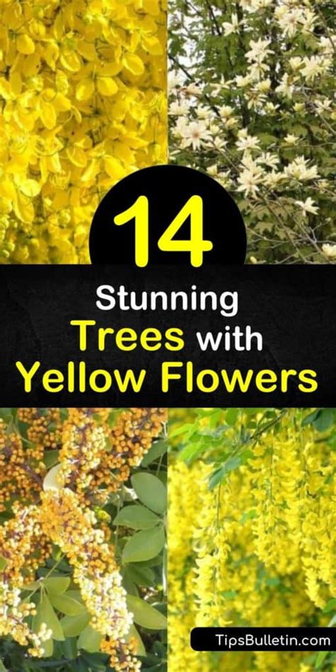 14 Stunning Trees With Yellow Flowers