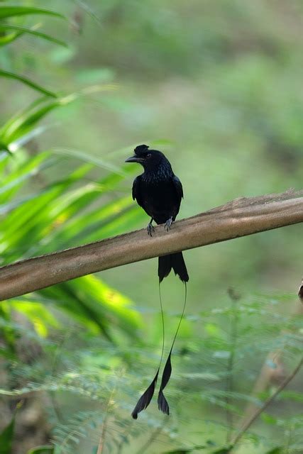 Burung Hitam Ekor Panjang Foto Gratis Di Pixabay