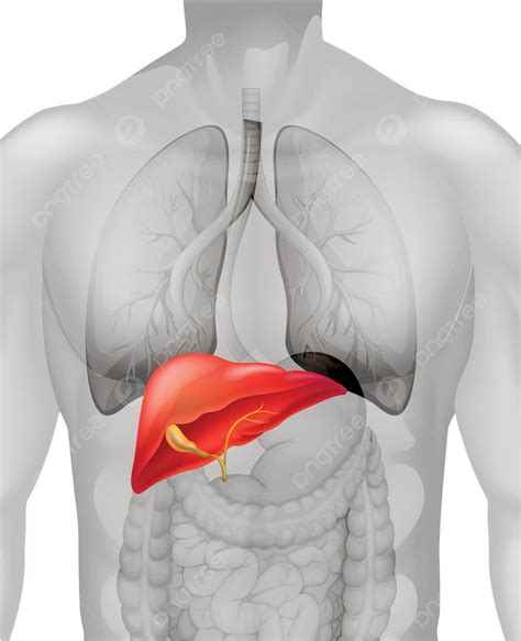 Anatomía Del Cuerpo Del Hígado