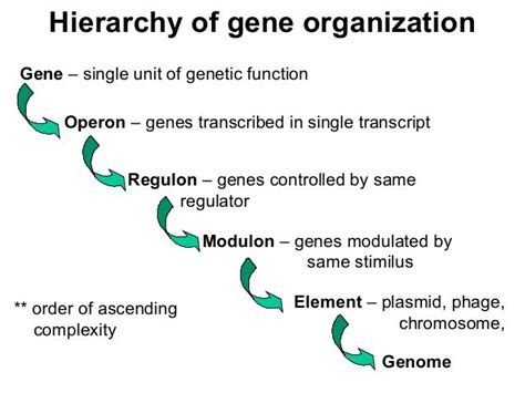 Genome Organisation In Eukaryotes