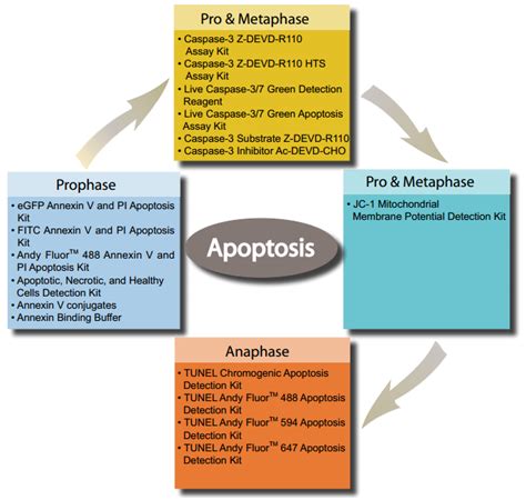 Apoptosis Flow 易锦生物 Igenebio