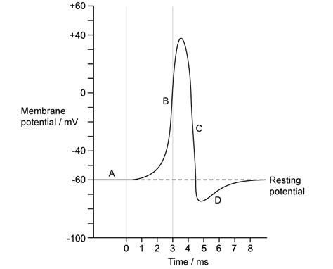 Neural Signalling Hl Ib Biology Exam Questions And Answers 2025