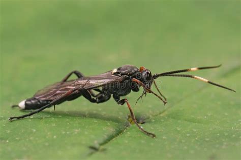 Closeup On A Large And Colorful Ichneumonid Wasp Vulgichneumon
