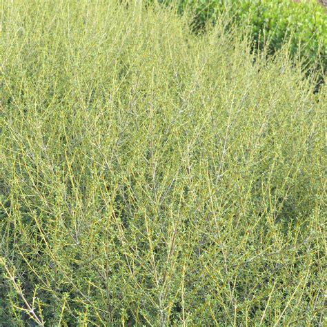 Olearia Solandri — Kauri Park