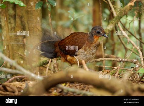 Prince Alberts Lyrebird Menura Alberti Timid Pheasant Sized Songbird