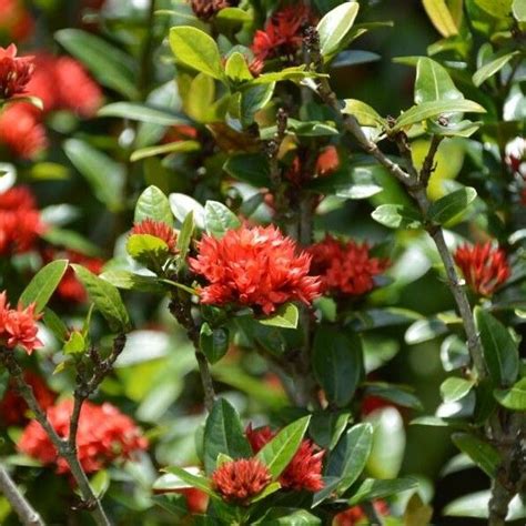 Metrosideros Humboldtiana Plant Care And How To Grow Water