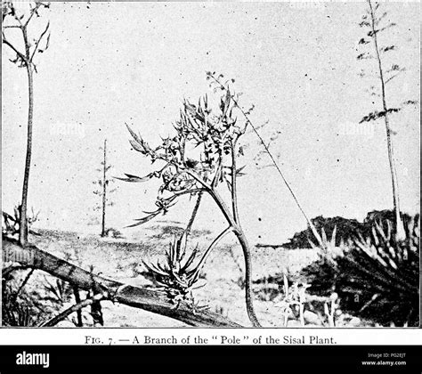 A Naturalist In The Bahamas Natural History Cultivation Of