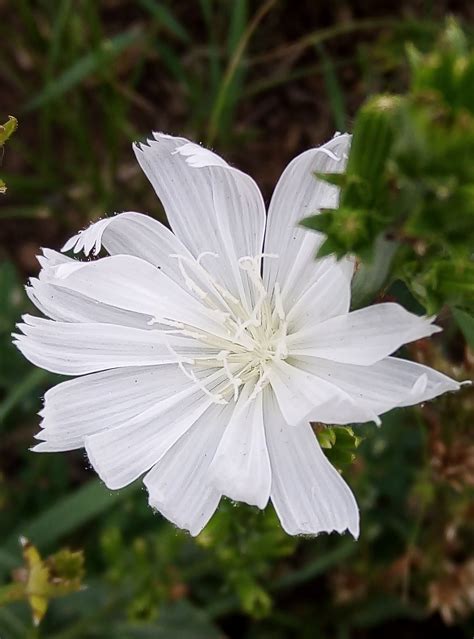 Cichorium intybus - Изображение особи - Плантариум