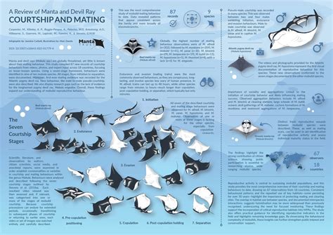 A Review Of Manta And Devil Ray Courtship And Mating — Manta Trust Research Portal