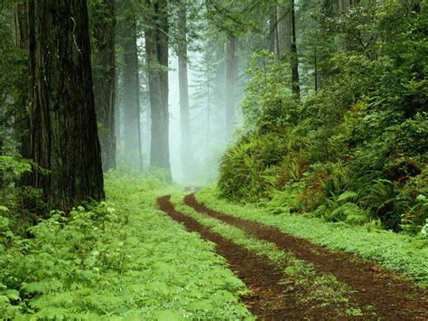 Forest Zwz Picture